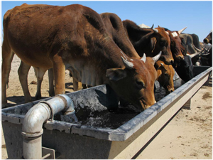 Higher profits for bigger communal farmers neutralise financial ...