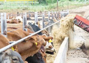 Okapuka feedlot faring well | Namibia Economist
