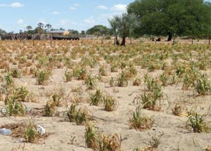 State of emergency declared due to prevailing drought | Namibia Economist