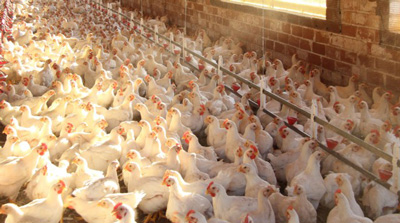 Namibian Chickens are vegetarians, what do imported chickens consume ...