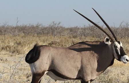 Hunting Association reassures tourists that Safari operations are ...