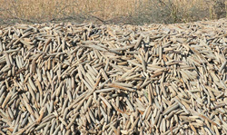 Import ban on mahangu, white maize cereals lifted as drought sets in ...
