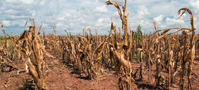 Food security weakening amid drought – report | Namibia Economist