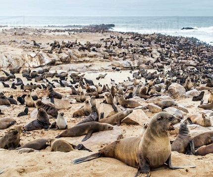 Rabies confirmed in more Cape Fur Seals in Walvis Bay | Namibia Economist