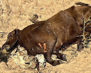 Over 20 cattle carcasses discovered at state-owned Kavango Cattle Ranch ...