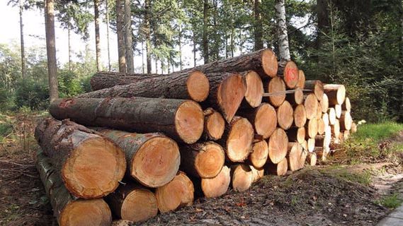 Lifting of timber export ban by Zambian govt set to benefit Namport ...