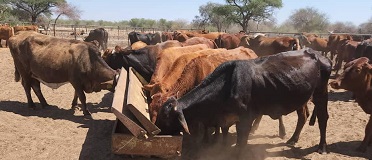 Situation at Kavango Cattle Ranch improving, but still not at its best ...