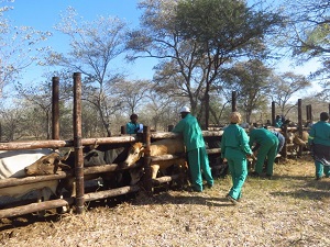 Local Agri union urges farmers to submit animal health declaration ...